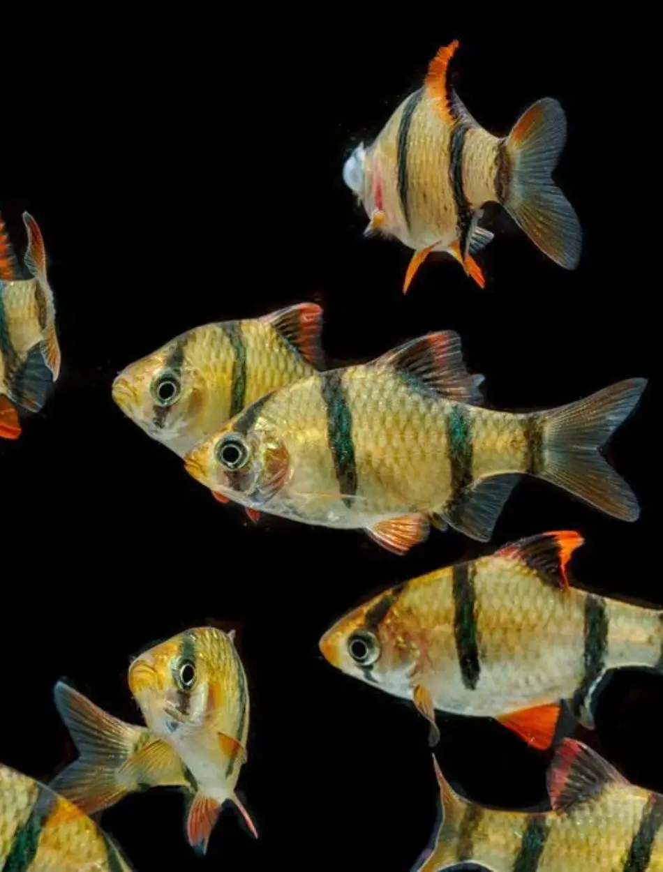 18 Tiger Barb Tank Mates