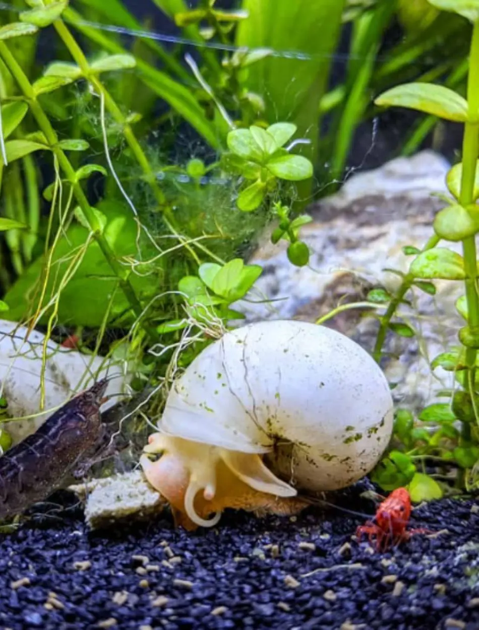 20 Types Of Aquarium Snails