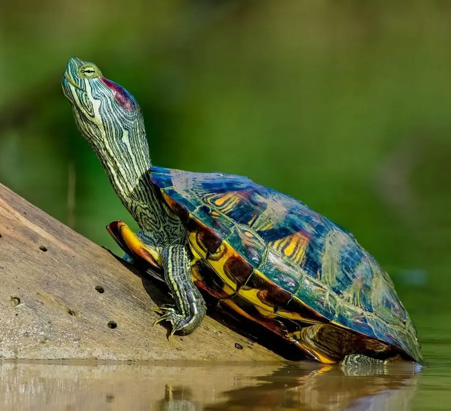 Red-Eared Slider: A Complete Species Profile