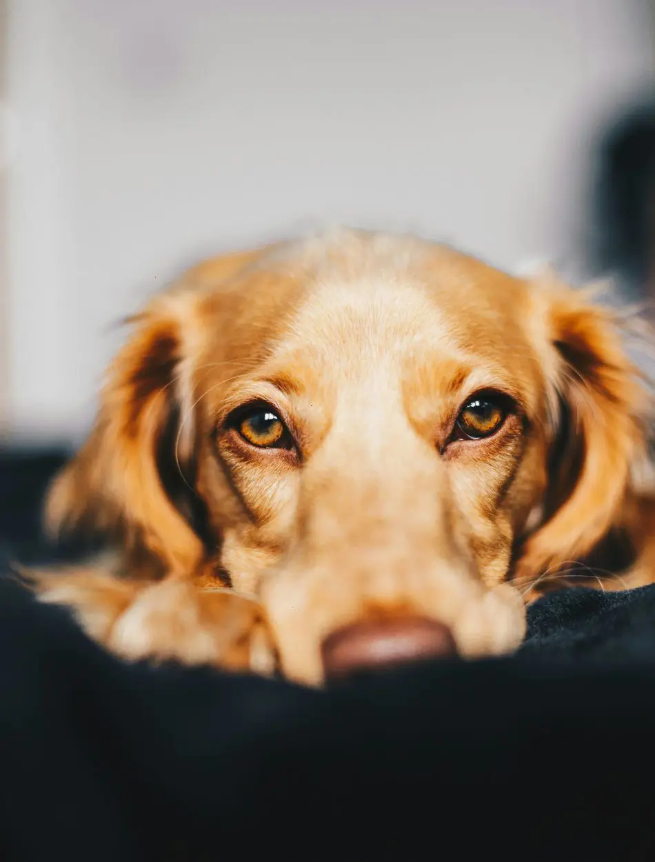 18 Symptoms Of Dog Panic Attack