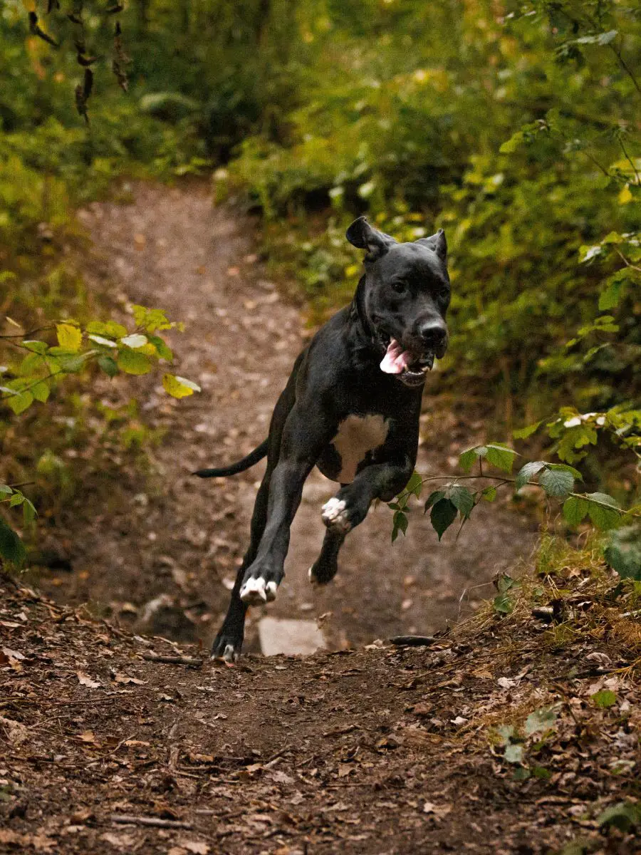 18 Symptoms Of Dog Panic Attack