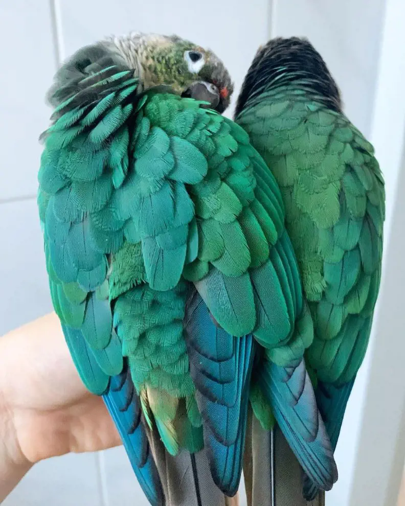 Top 20 Enchanting Types Of Green Parrots