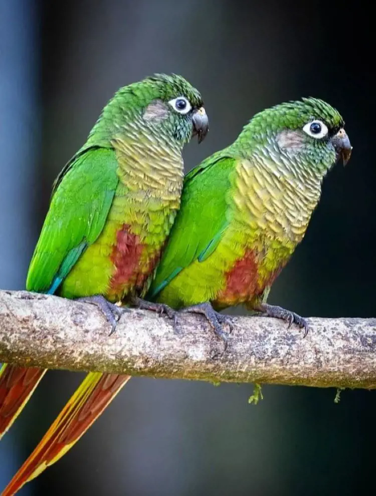 Top 20 Enchanting Types Of Green Parrots