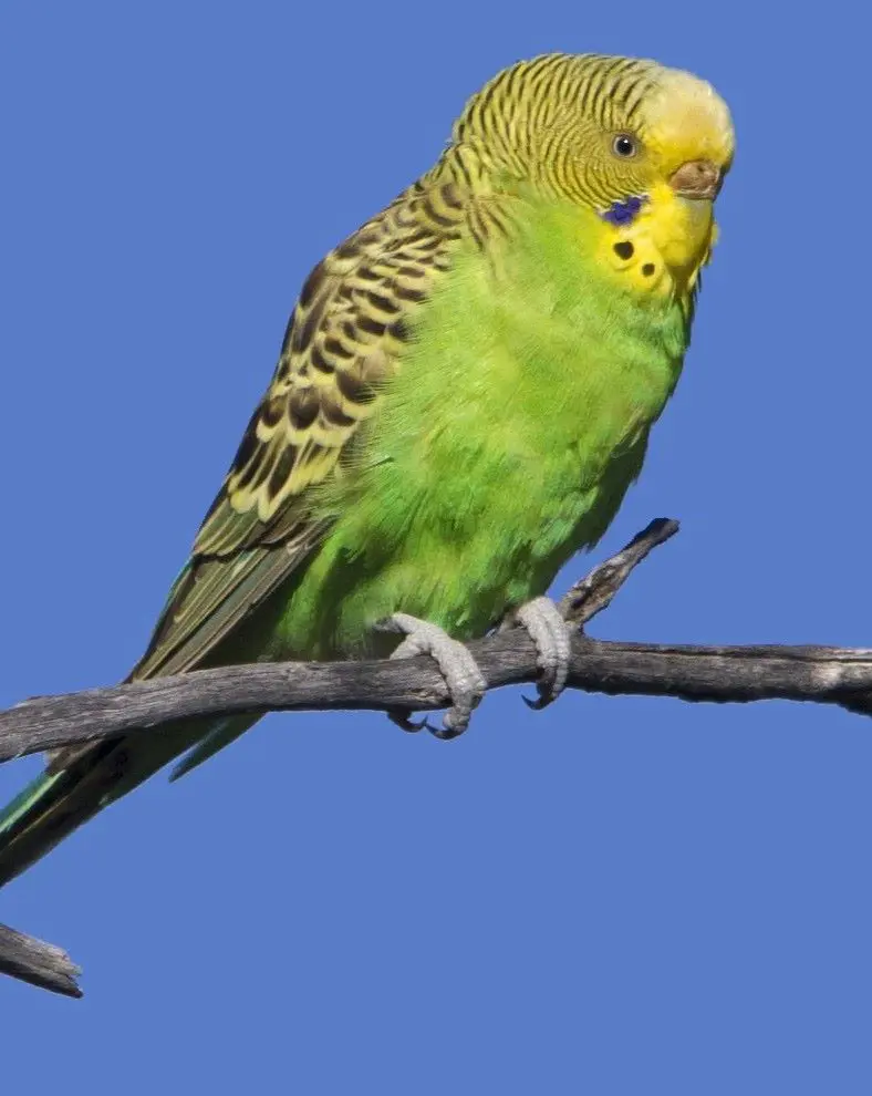 Top 20 Enchanting Types Of Green Parrots