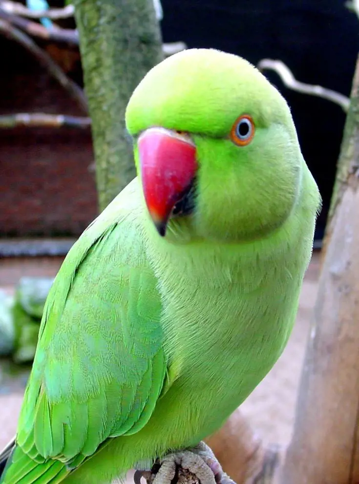 Top 20 Enchanting Types Of Green Parrots