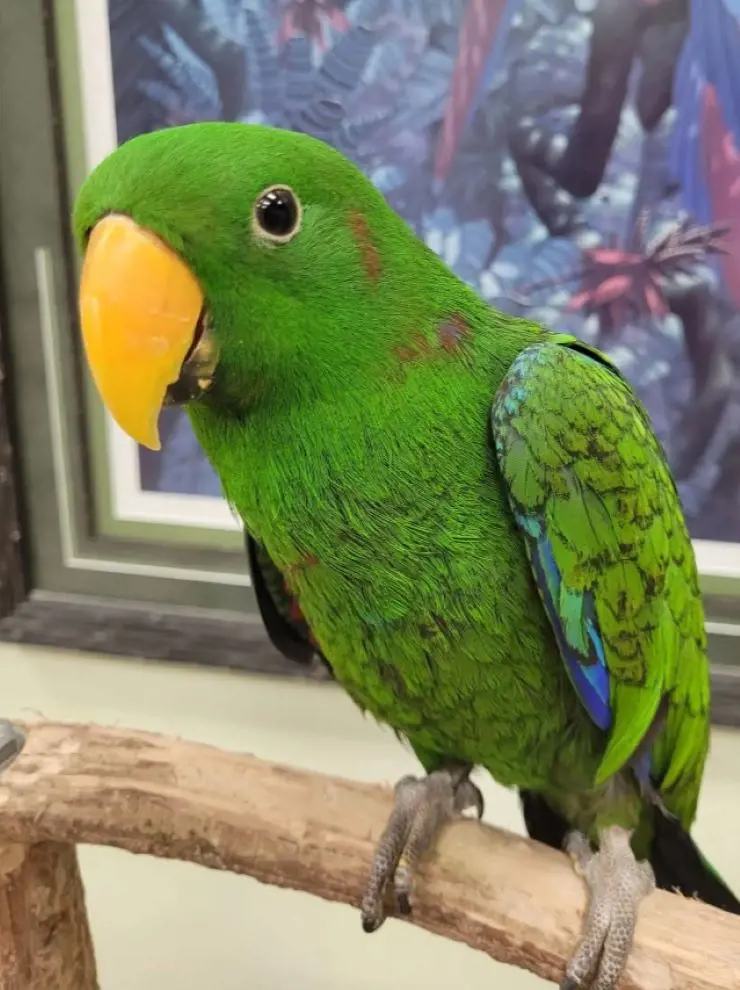 Top 20 Enchanting Types Of Green Parrots