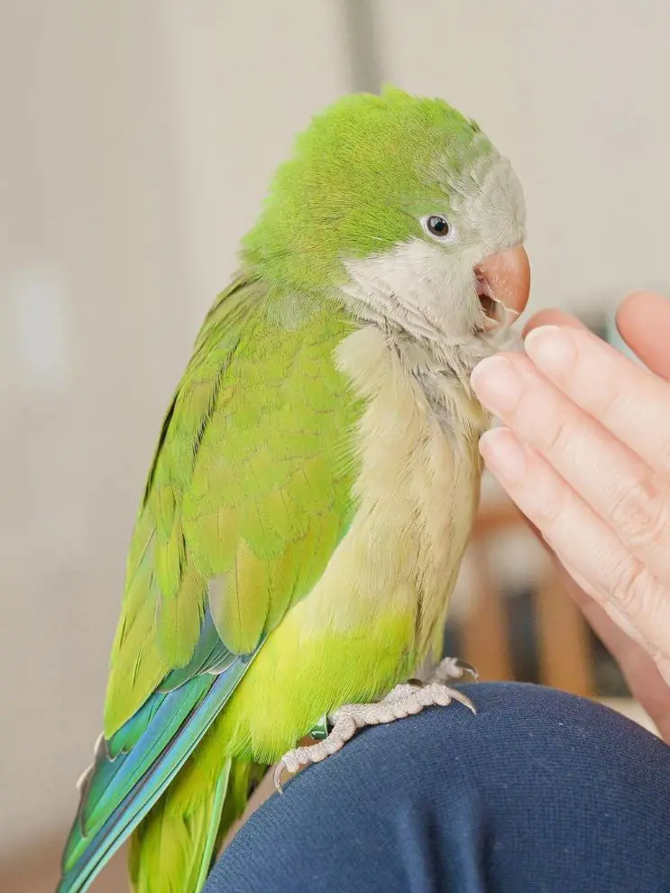 Top 20 Enchanting Types Of Green Parrots
