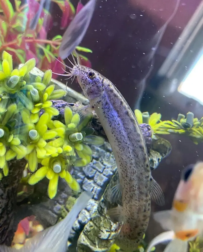 Dojo Loach Care Guide And Tank Mates