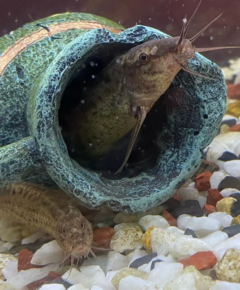 Dojo Loach Care Guide And Tank Mates