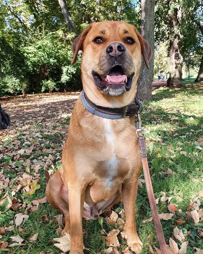 20 Awesome Rottweiler Mix Dog Breeds