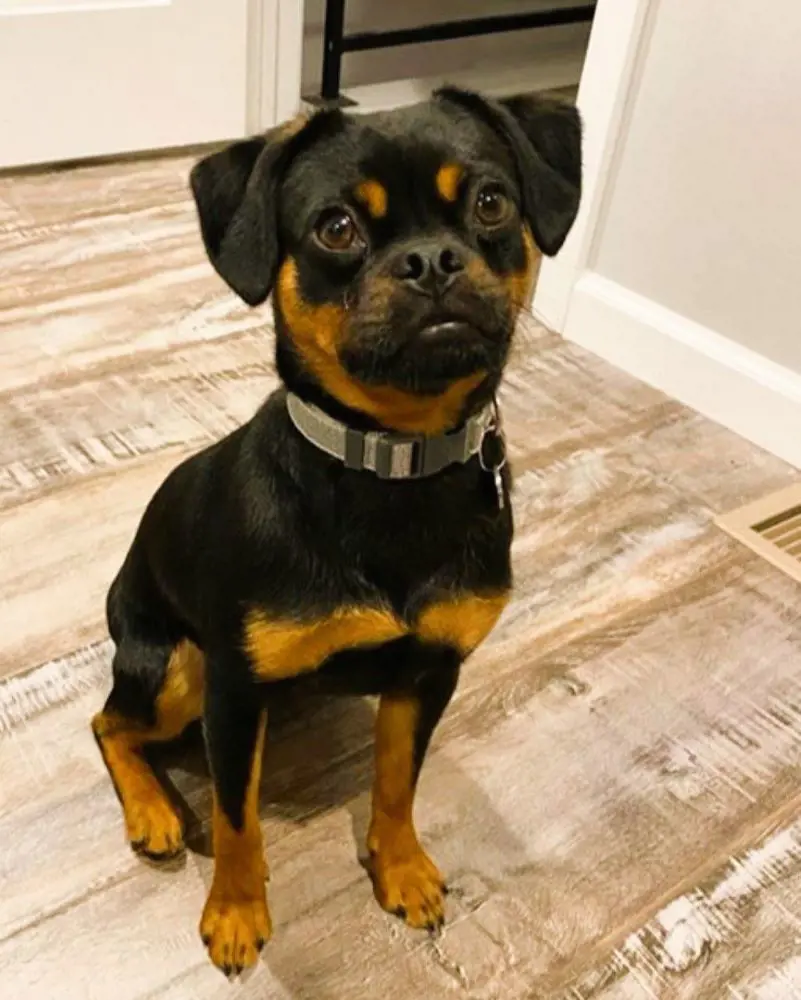 20 Awesome Rottweiler Mix Dog Breeds