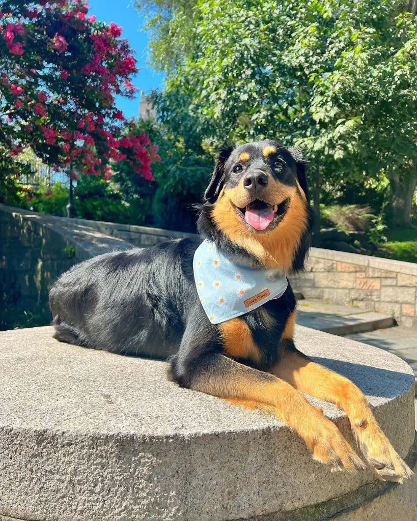 20 Awesome Rottweiler Mix Dog Breeds