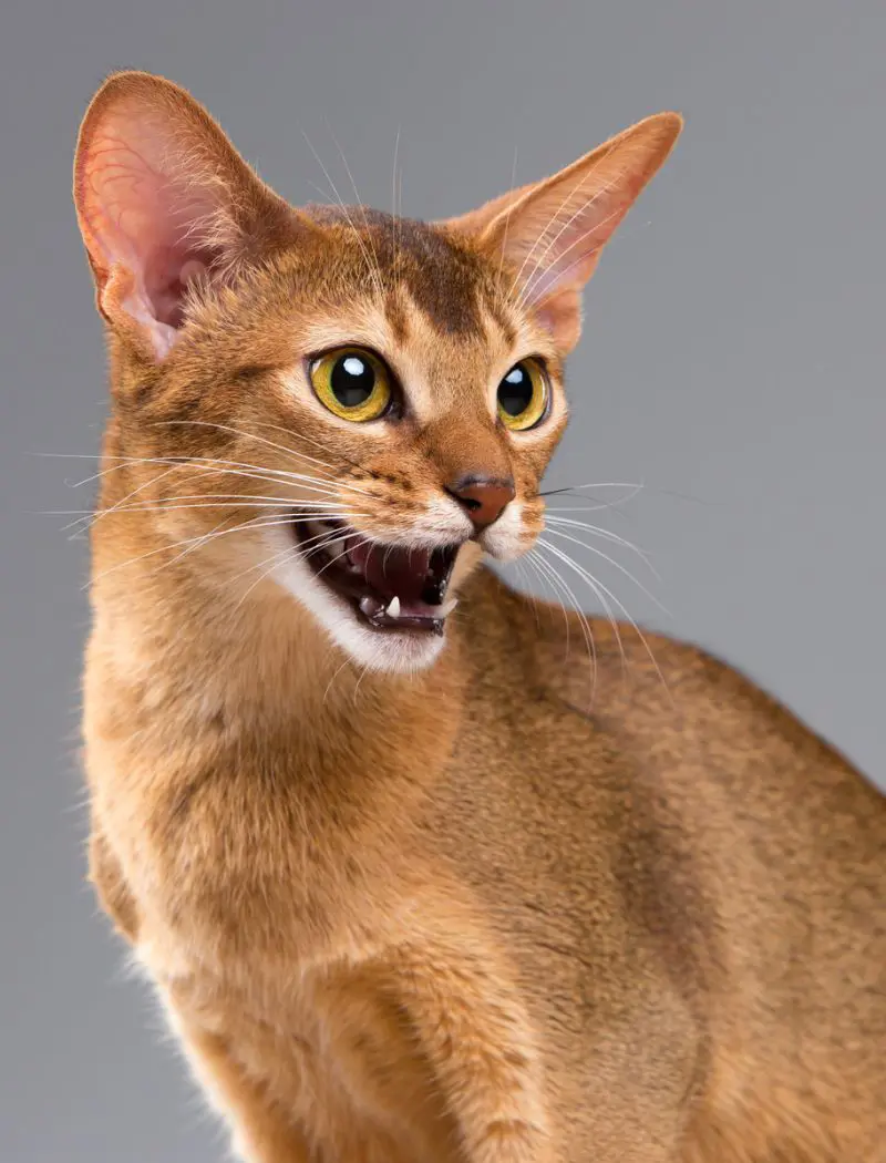 12 Types Of Calico Cat Species