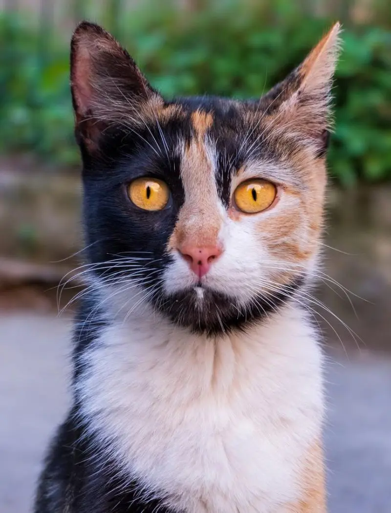 12 Types Of Calico Cat Species