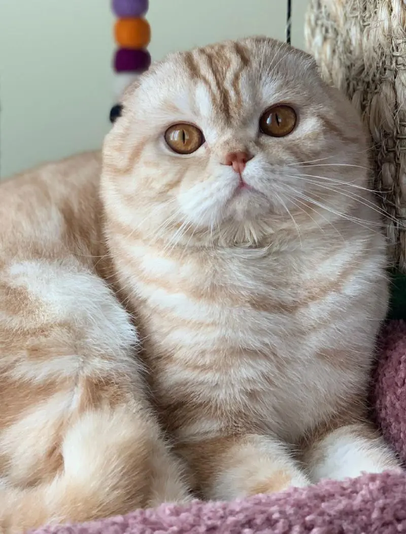 12 Types Of Calico Cat Species