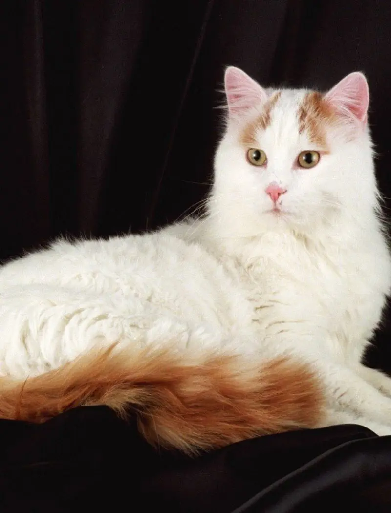 12 Types Of Calico Cat Species