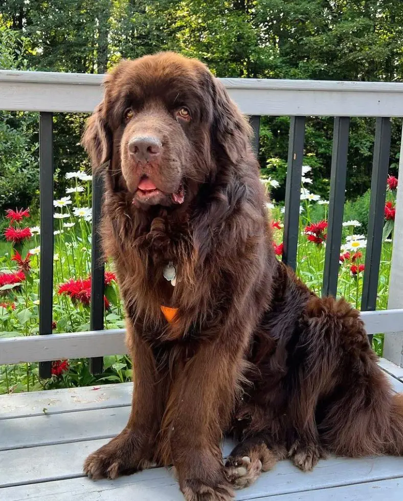 15 Incredible Facts About Newfoundland Dogs