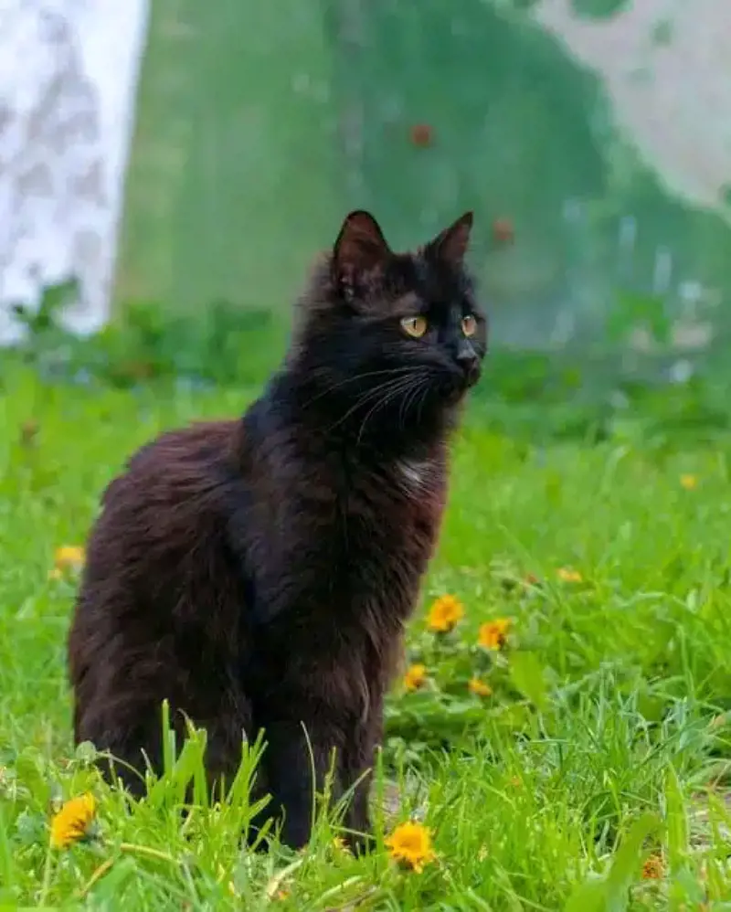 York Chocolate Cat Breed Information And Facts