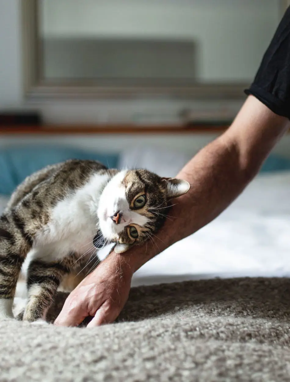 13 Reasons Why Cats Rub Against You
