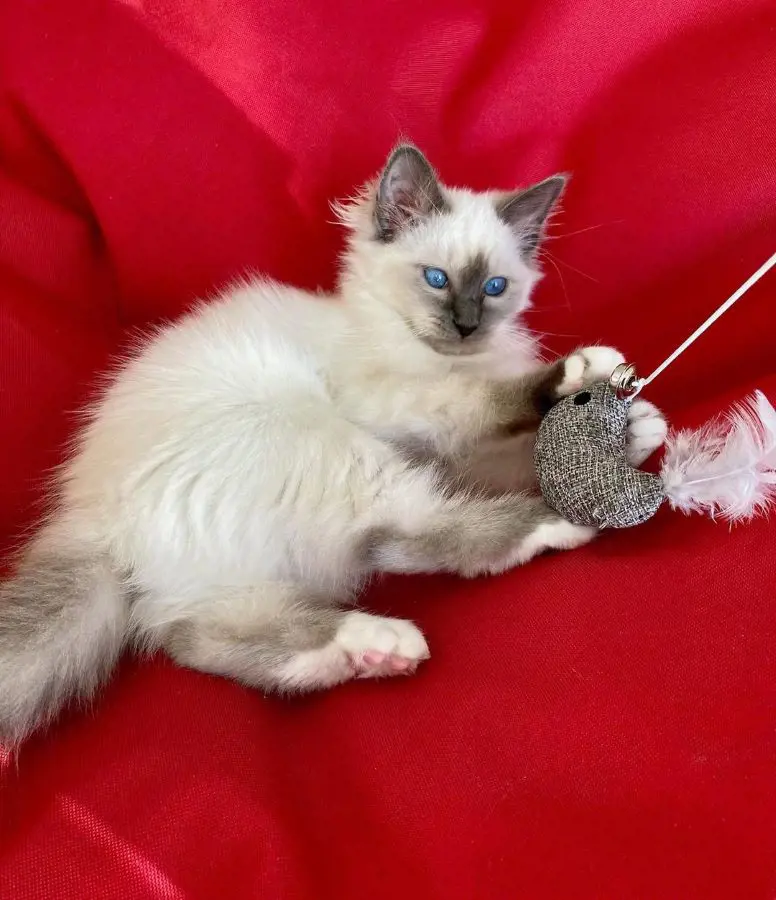 Birman Cat: Breed Information Characteristics And Facts