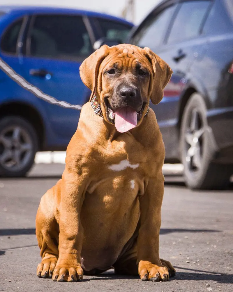 Interesting Facts About Japanese Tosa Dog Breed
