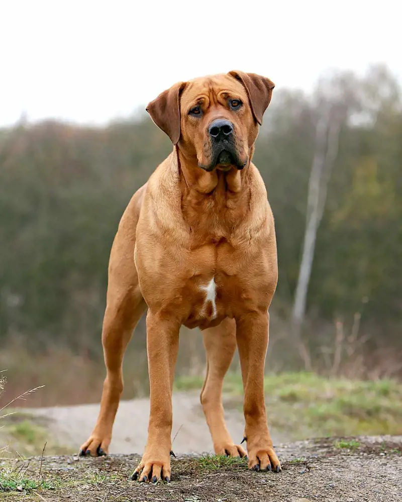 Interesting Facts About Japanese Tosa Dog Breed