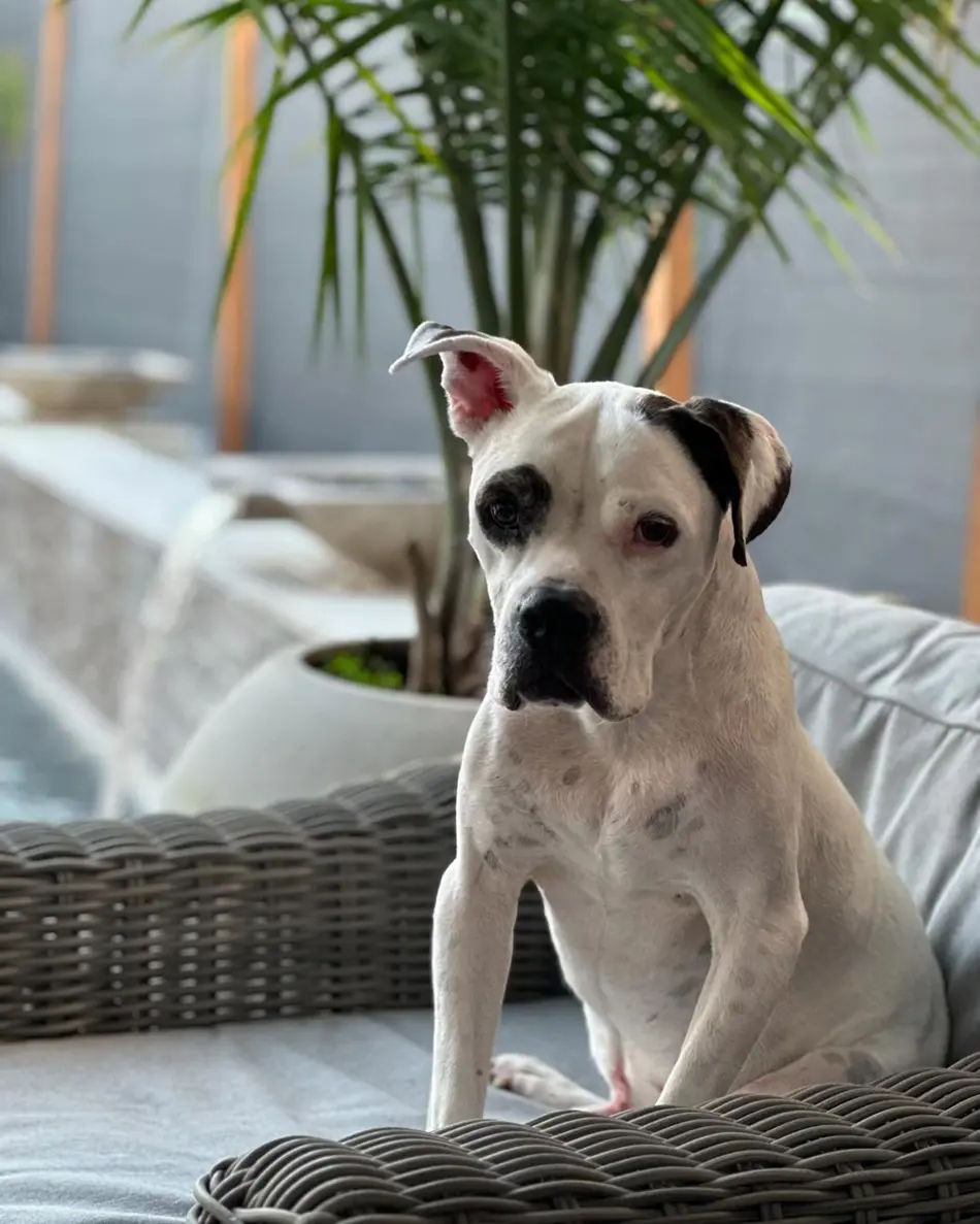 18 Symptoms Of Dog Eye Infection