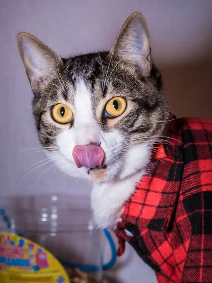 18 Signs That Your Cat Is Choking