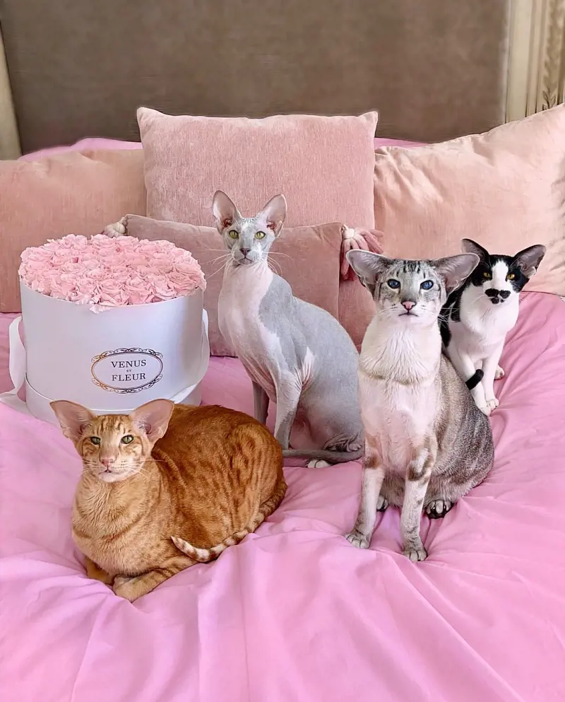 Oriental Cat Breed Profile Characteristics And More
