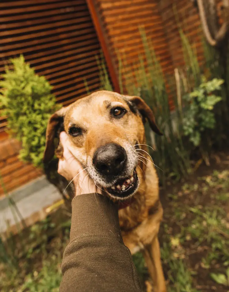 Why Does My Dog Lick Me?