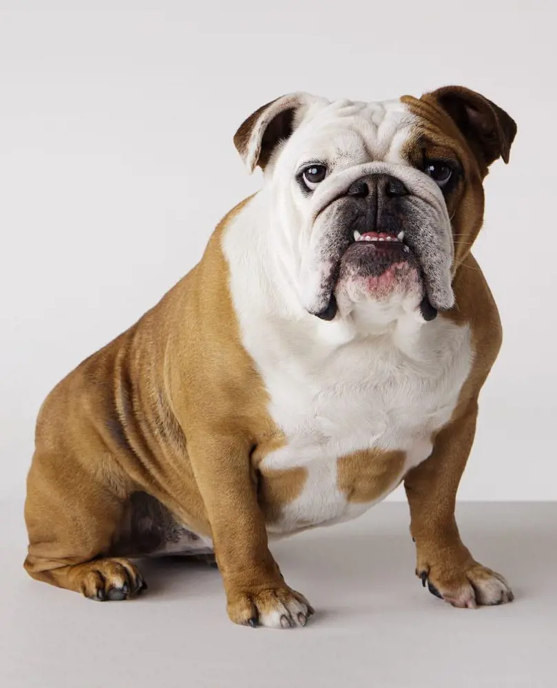 10 Most Lovable Dumbest Dog Breeds