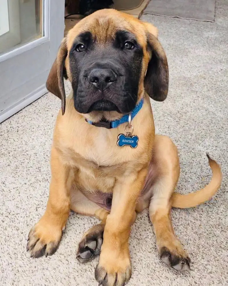 10 Most Lovable Dumbest Dog Breeds