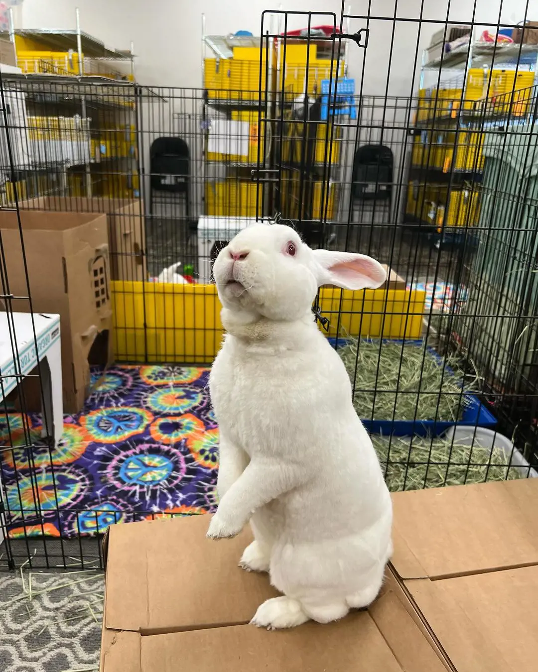 Fascinating Traits of Flemish Giant Rabbits