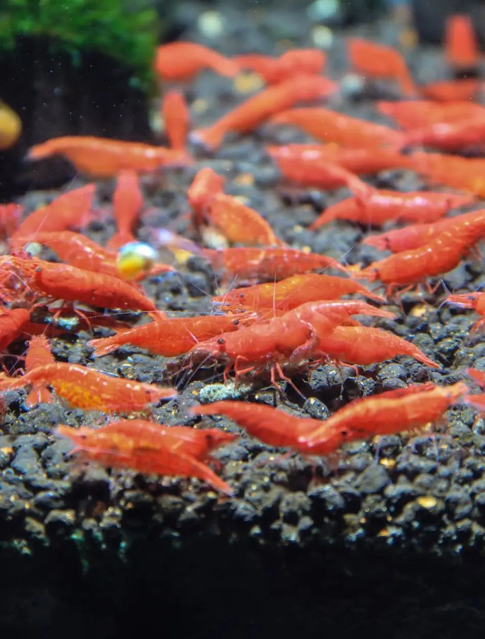 Red Cherry Shrimp Care Guide And Tank Mates
