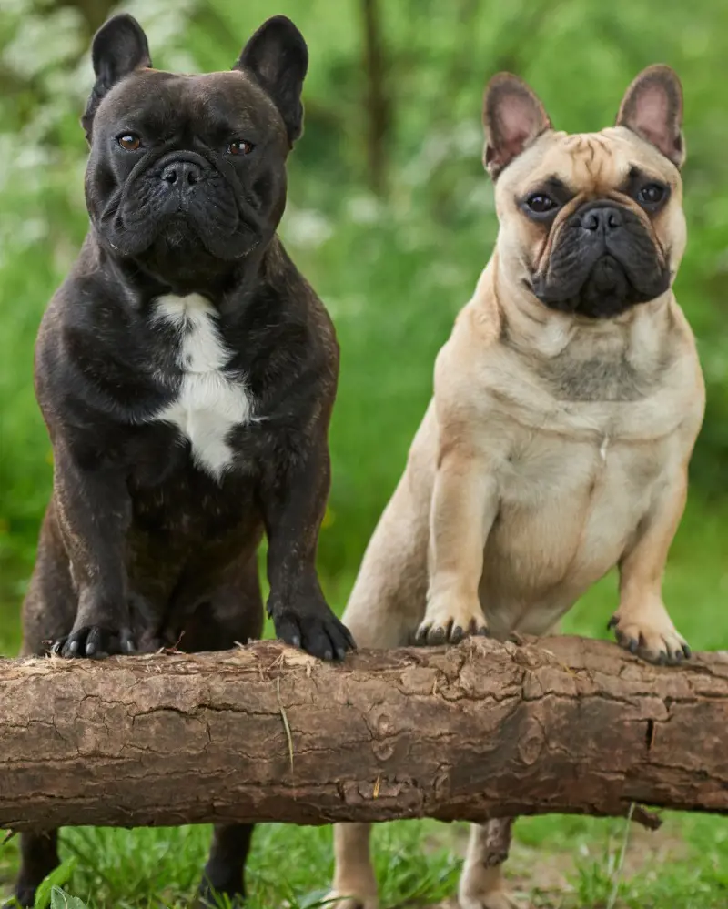Interesting Facts About French Bulldog Breeds