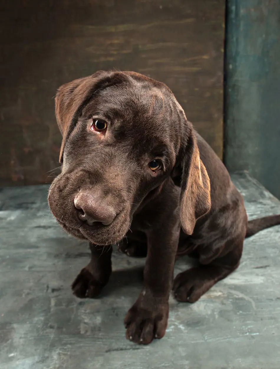 What Are Dog Wart And Its Causes