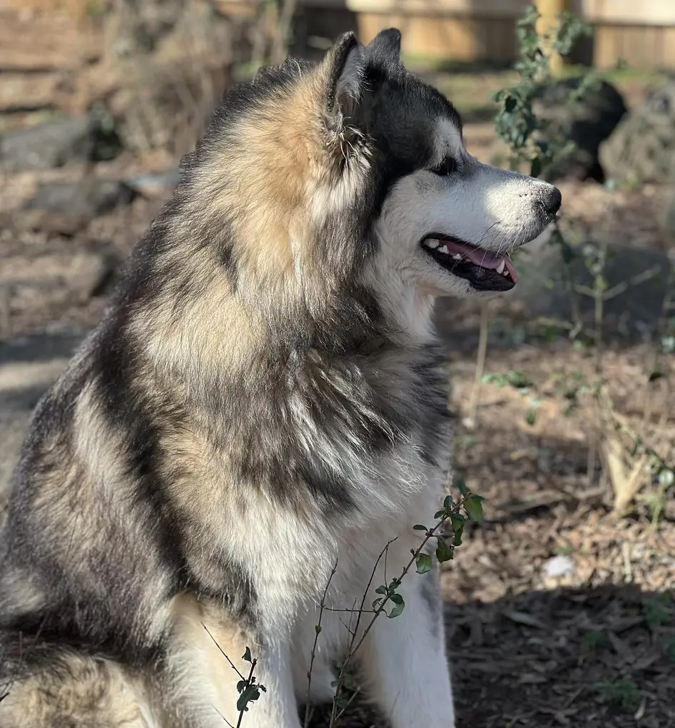 Alaskan Malamute Dog Breed Information And Characteristics