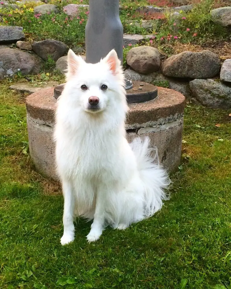 American Eskimo Dog: Breed Information and Origin