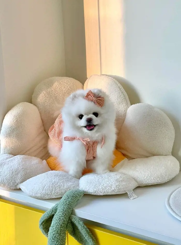 100+ Pomeranian Dog Names With Meanings