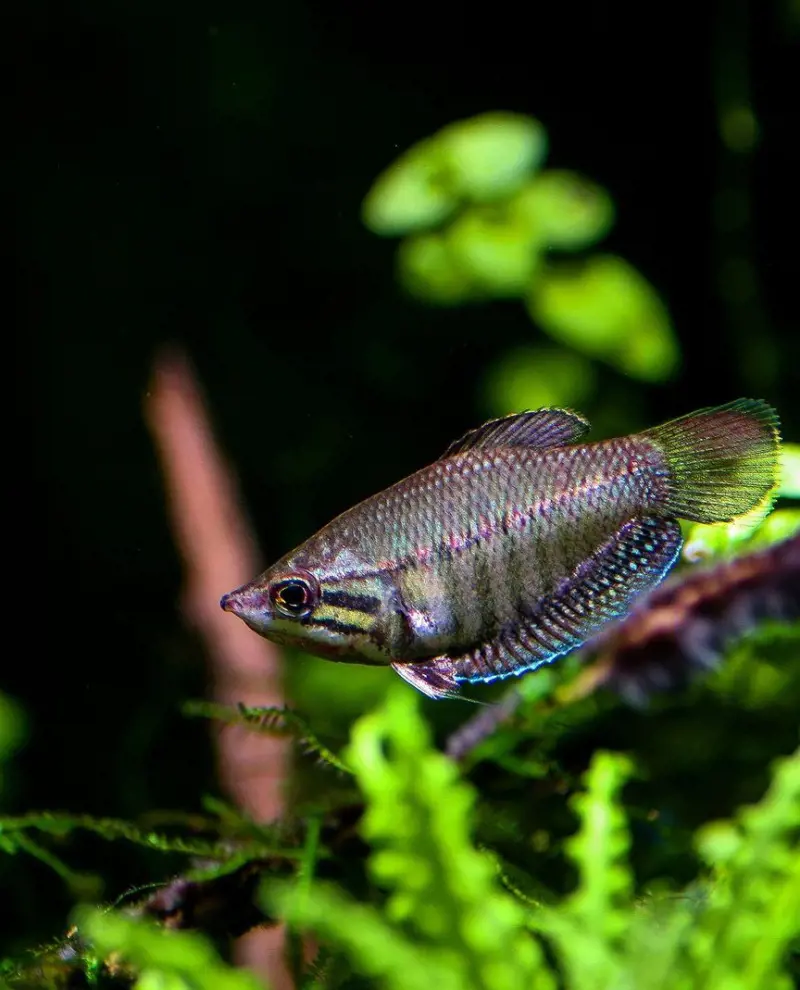 20 Beautiful Gourami Fish Types With Pictures