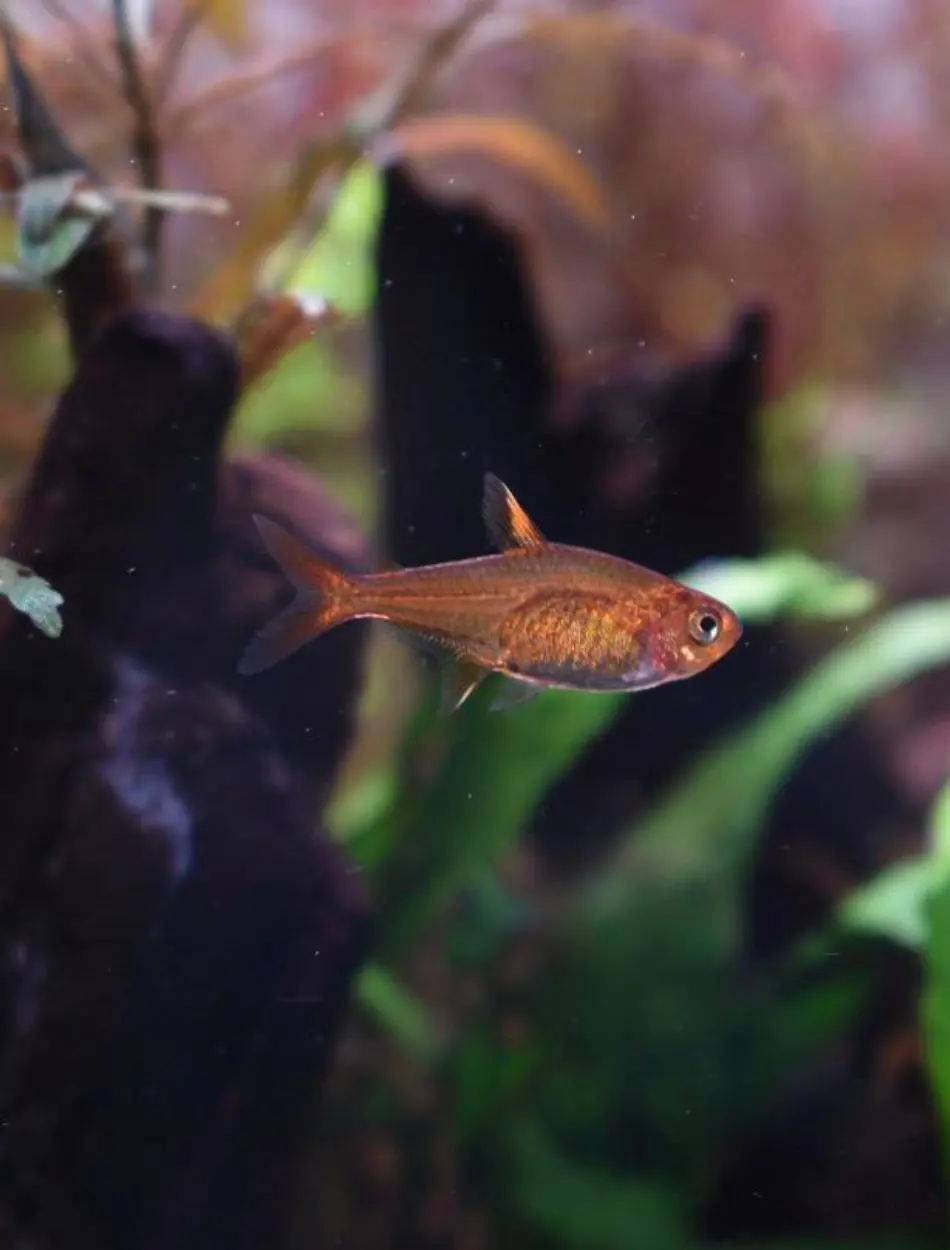 Ember Tetras Care Guide And Tank Mates